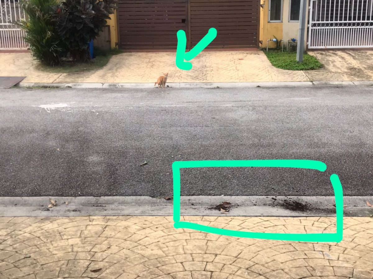 Petua Elak Atau Halau Kucing Berak di Laman Rumah Anda - My Awesome Moments