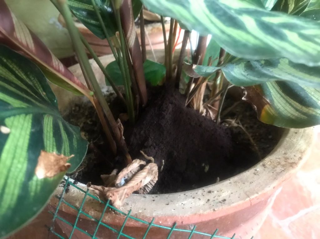 Petua Elak Atau Halau Kucing Berak di Laman Rumah Anda - My Awesome Moments