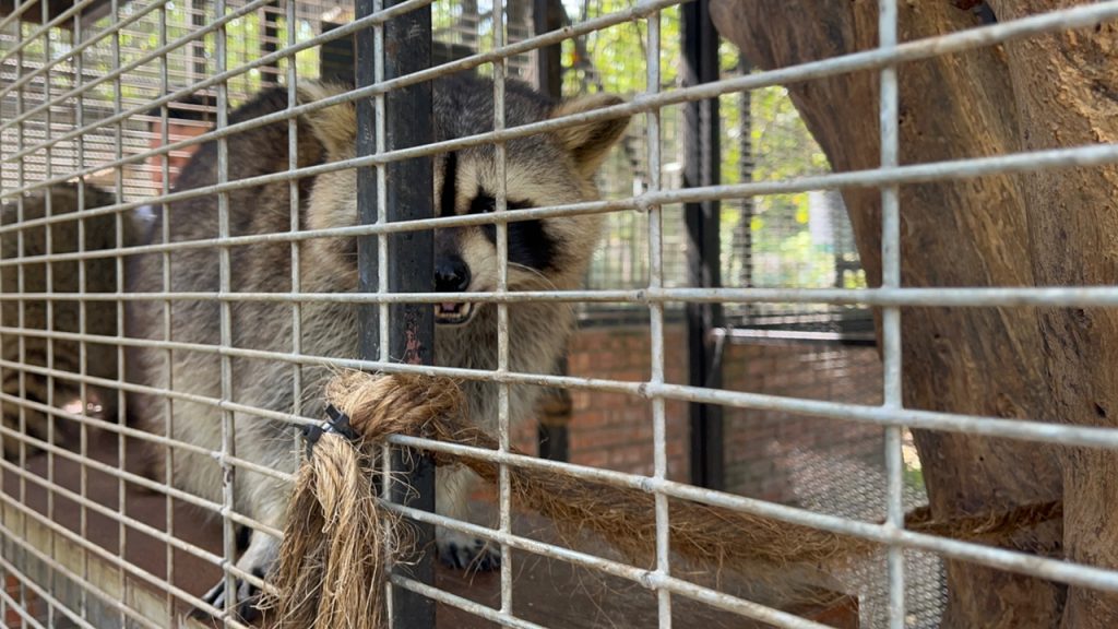 D’Bilut Agrofarm & Retreat at Bentong Pahang - My Awesome Moments